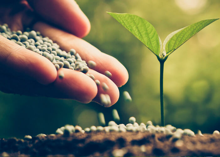 Plantas para decoração de Interiores: Como escolher?